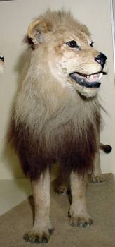 Especies en peligro de extinsión: León del cabo (Panthera leo ...