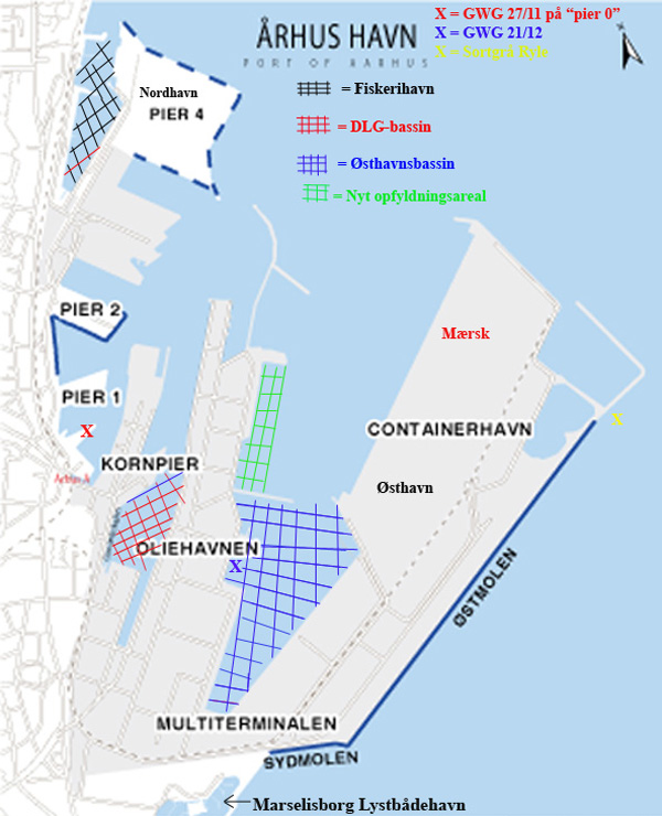 Aarhusbirder: Yuletide gulling on the harbour