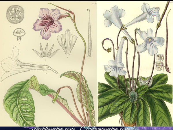 § 花 言 己 _ Flower Self And Others: 苦 戀 - 戀 戀 苦 苣 苔 _vɪ Gesneriads ...