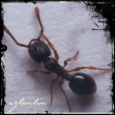 Warna-warni Kehidupan: Semut Hitam : Antara perlambangan dan petua