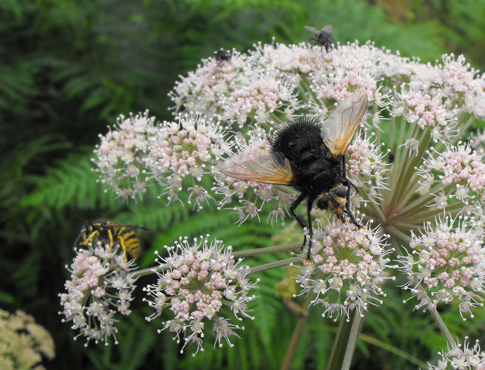 Tipperary Biodiversity: The BIGGEST fly I ever saw