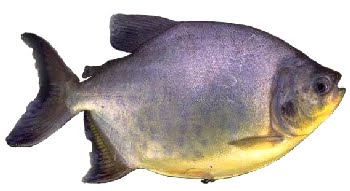 Onde Pescar - O blog de pesca de Sorocaba e Região: Aprenda um pouco ...