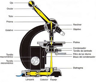 El microscopio | Laboratorio de Ciencias