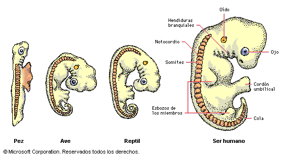 Reproducción Animal | Laboratorio de Ciencias