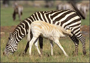 Ciencias para el Mundo Contemporaneo: No puede haber cebras sin rayas