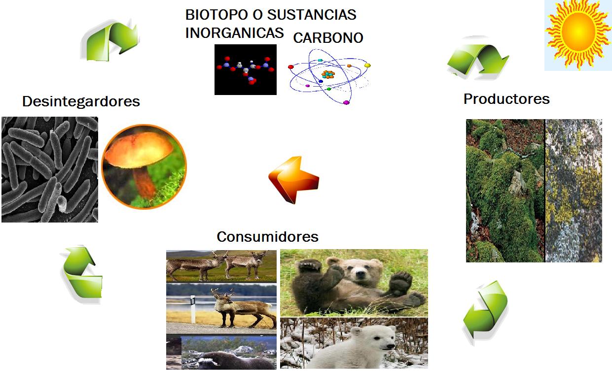 DAaf: Relacion Biotopo /Biocenosis