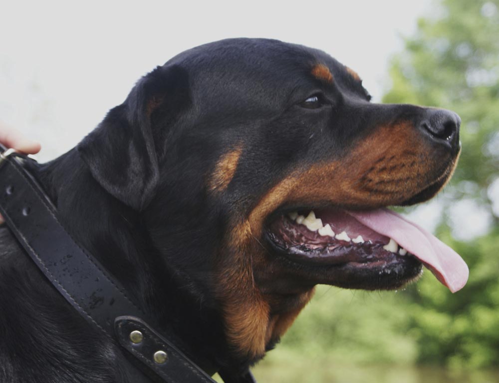 Oscar Denis: TIPOS DE CONDUCTA ANIMAL