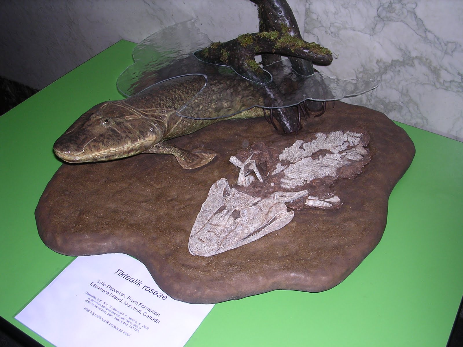 Kumtuks Tahlkie: Fossil Vertebrate of the Month: Tiktaalik