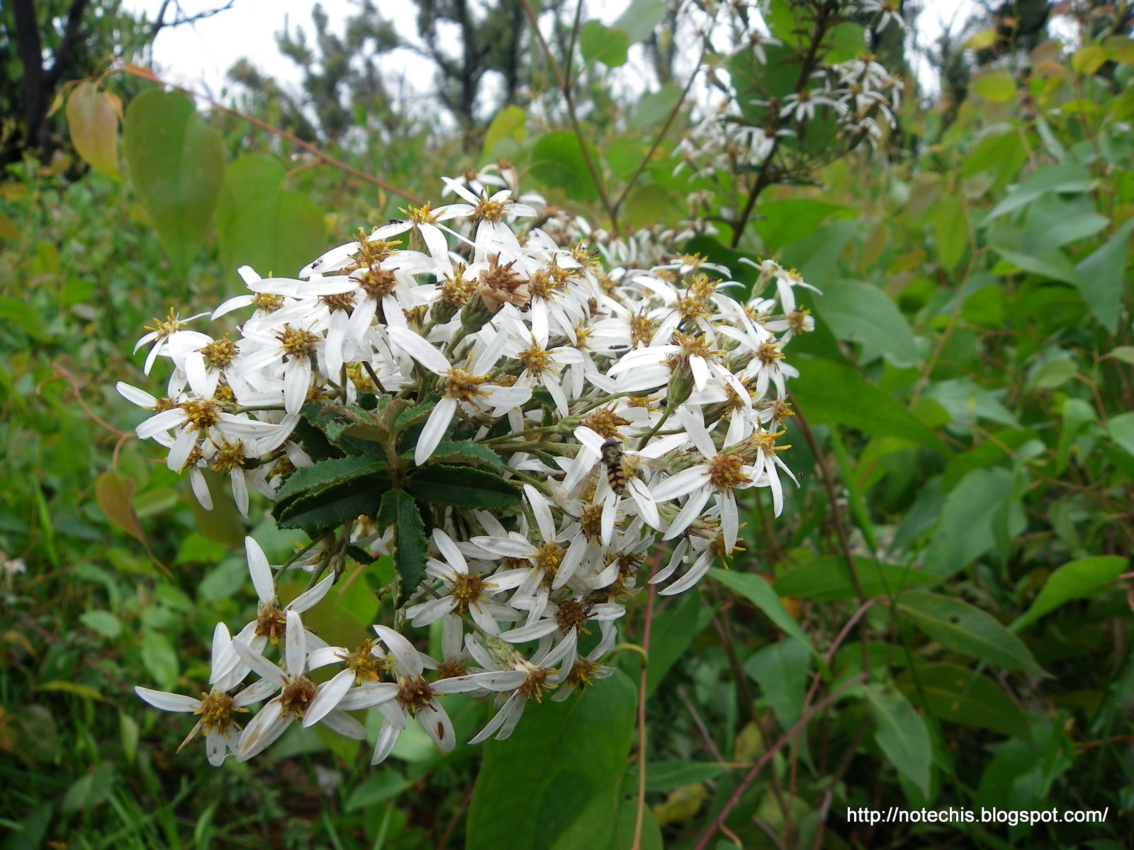 Regeneration: Moth Daisy-bush