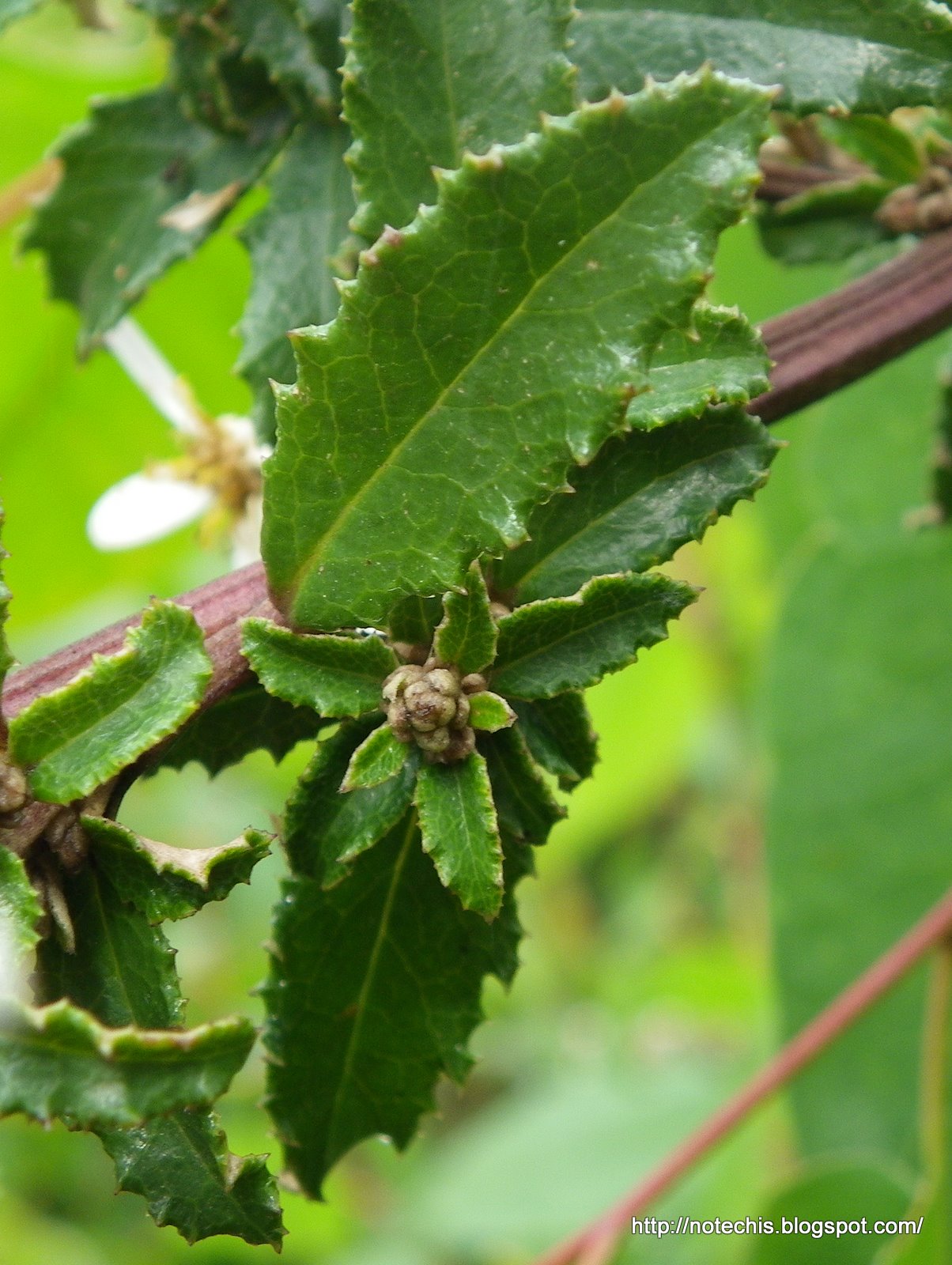 Regeneration: Moth Daisy-bush