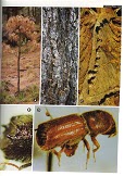 peluxXxe entomologia: INSECTOS QUE SE ALIMENTAN DE FLOEMA Y CAMBIUM