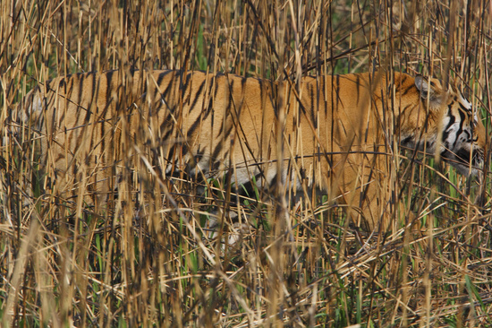Emily's English Blog: Camouflage-Siberian Tigers