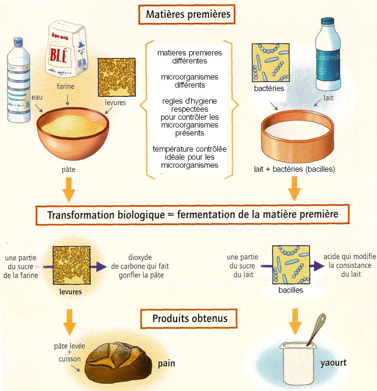 Apprendre un autre alphabet alimentaire: La fermentation et la ...
