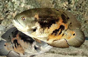 Sad Fish: Oscar Fish