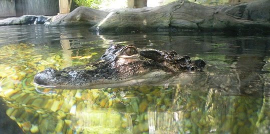 A Work in Progress...: Sea Life at the Florida Aquarium