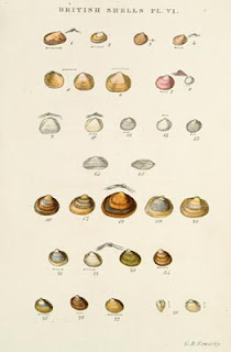 Ciencia Blues: Darwin, una almeja viajera y un abuelo famoso.