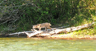 Idaho Nature Notes: Bobcat