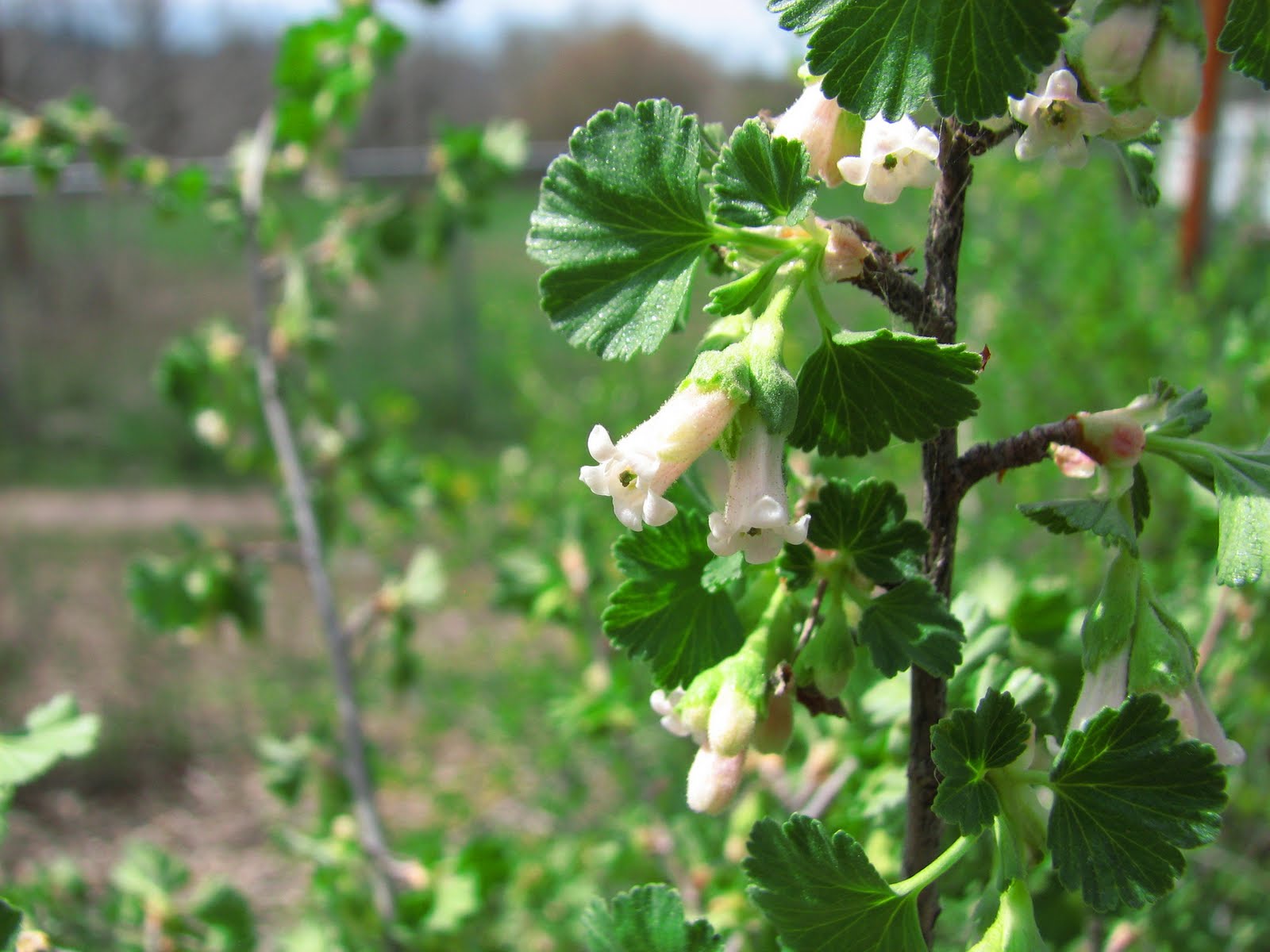 Flora montana: April 2013