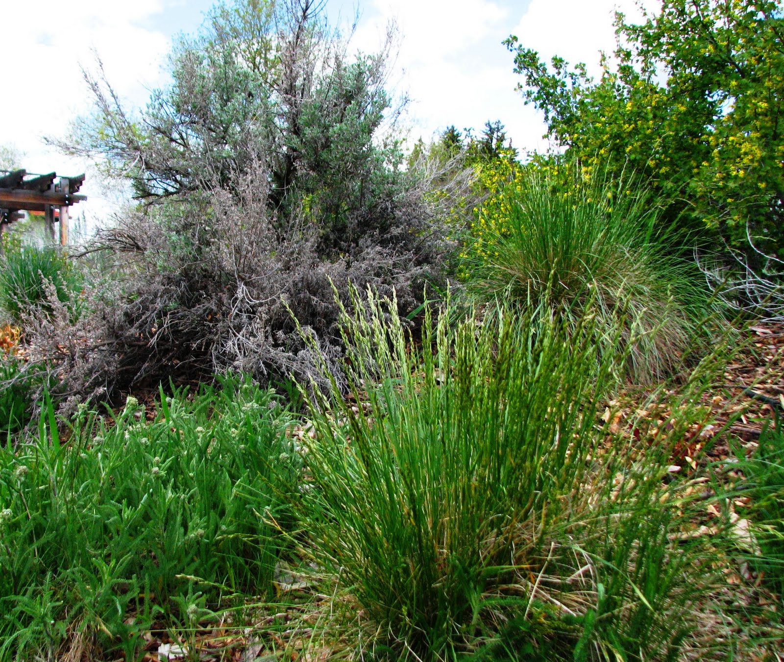 Flora montana: Currants and Gooseberries