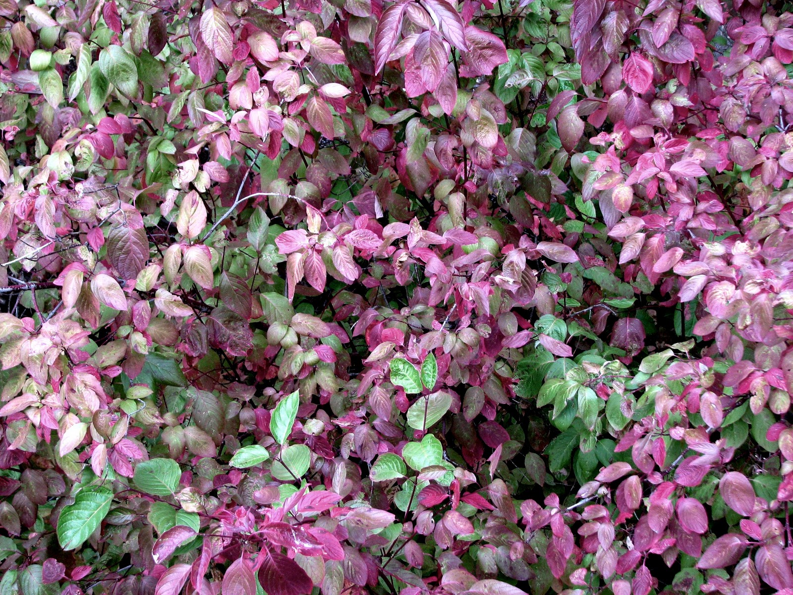 Nature. Observation. Discovery. Community.: Spotlight On...Redtwig Dogwood