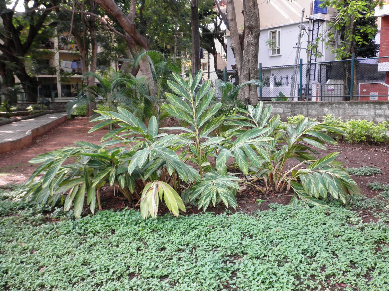 Trees, Plants & more: Shell ginger (Alpinia zerumbet 'Variegata')