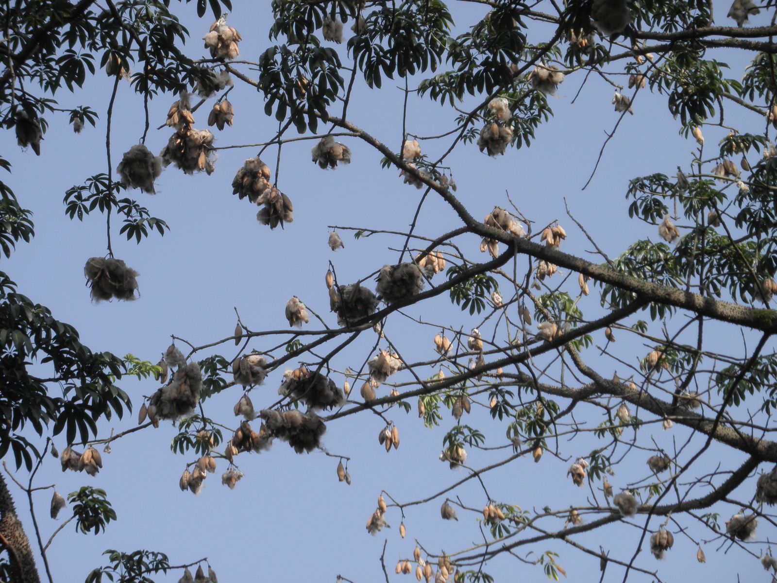 Trees, Plants & more: Bombax scopulorum - the white silk cotton tree