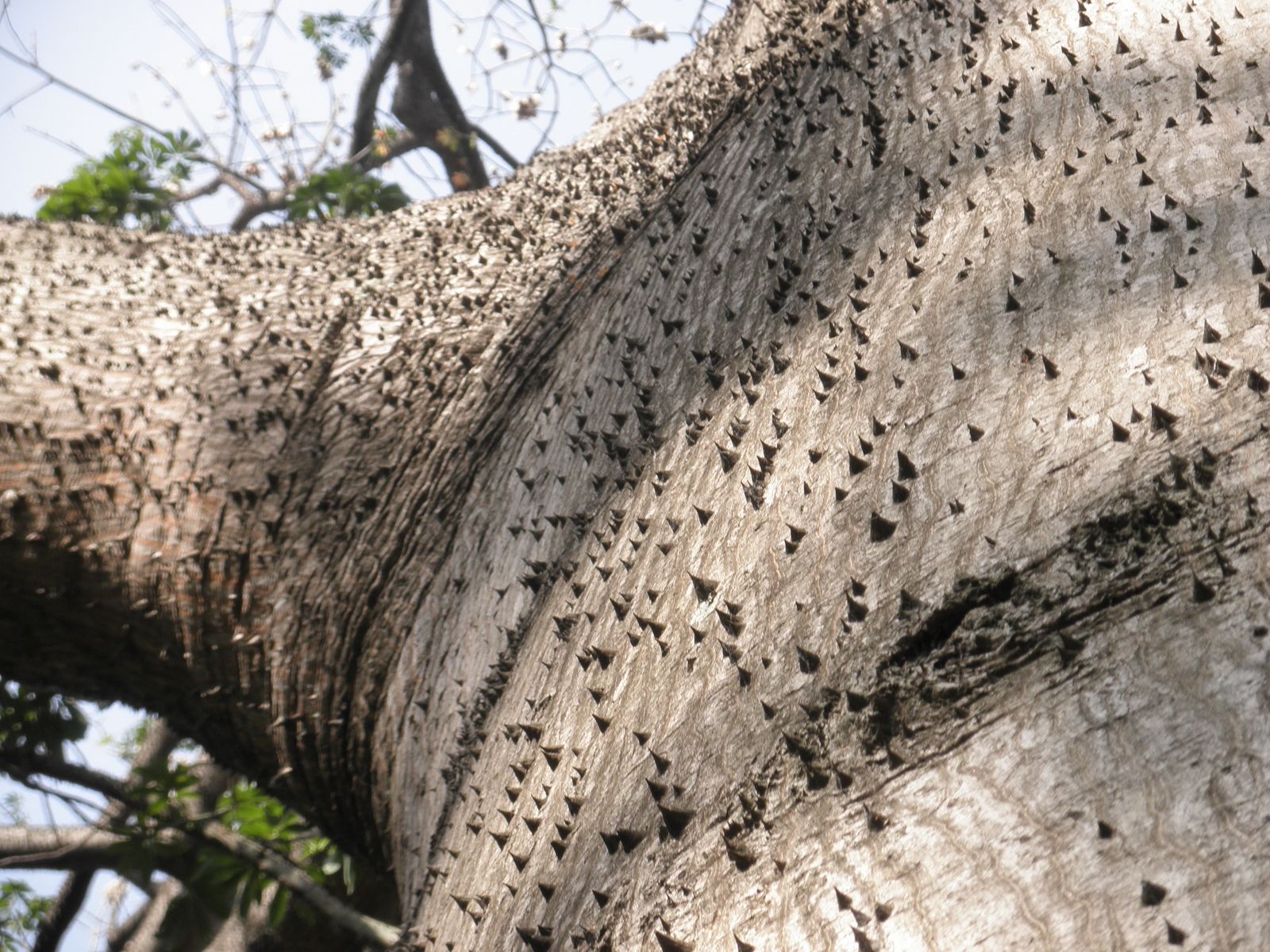 Trees, Plants & more: Bombax scopulorum - the white silk cotton tree
