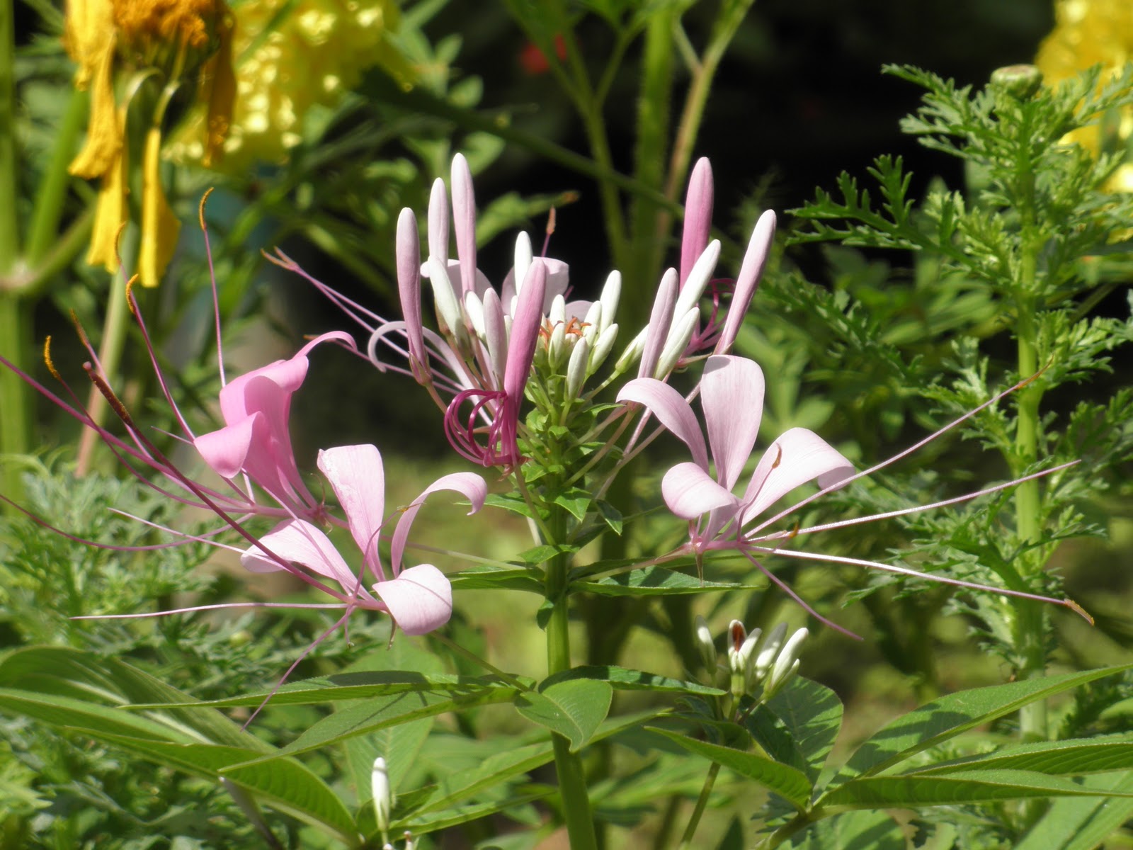 Trees, Plants & more: Spider Flower (Cleome)