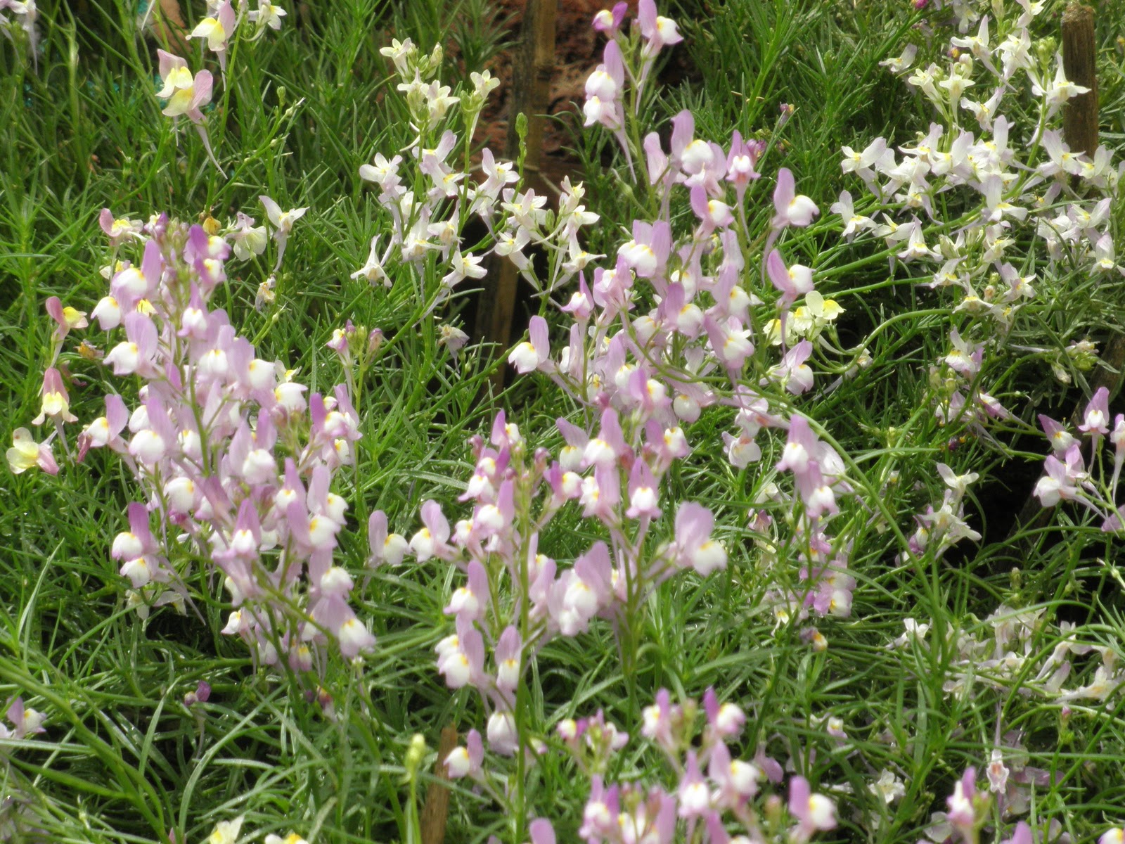 Trees, Plants & more: The ethereal linaria