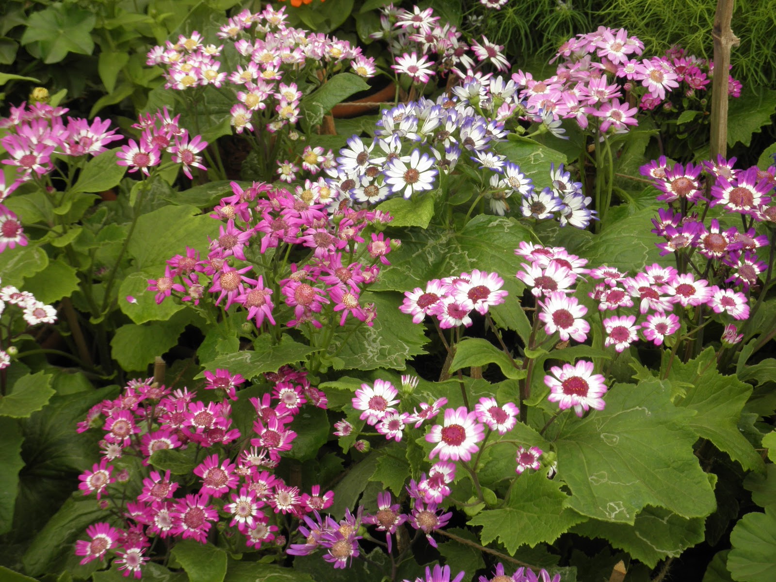 Trees, Plants & more: Cineraria
