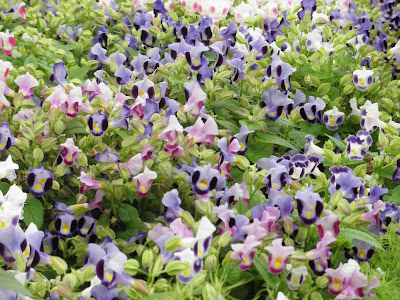Trees, Plants & more: Torenia Indica - The wish bone flower