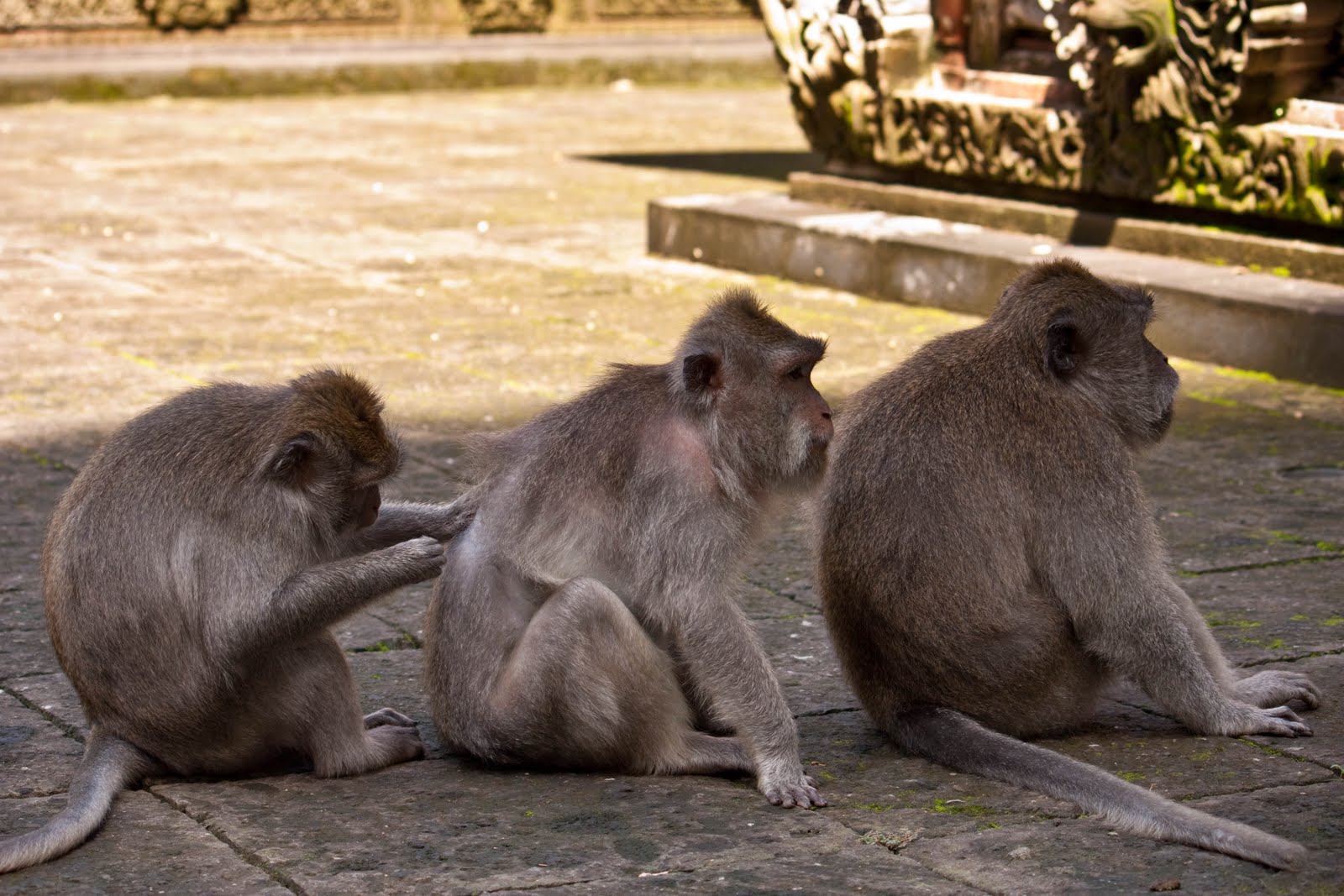 Wizz and Tom's Big Trip: Monkeys, rice padis and castaway islands – we ...