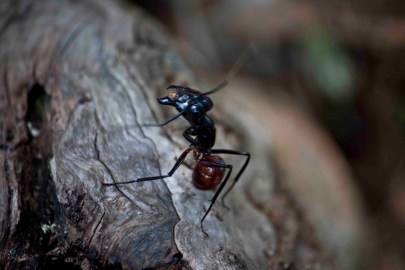 Wizz and Tom's Big Trip: Sumatra - an island of contrasts