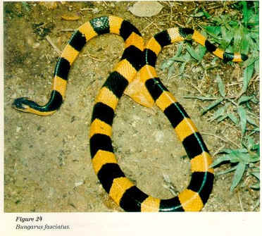 Blitar Reptile Club: Mengenal jenis - jenis ular yang pernah ditemukan ...