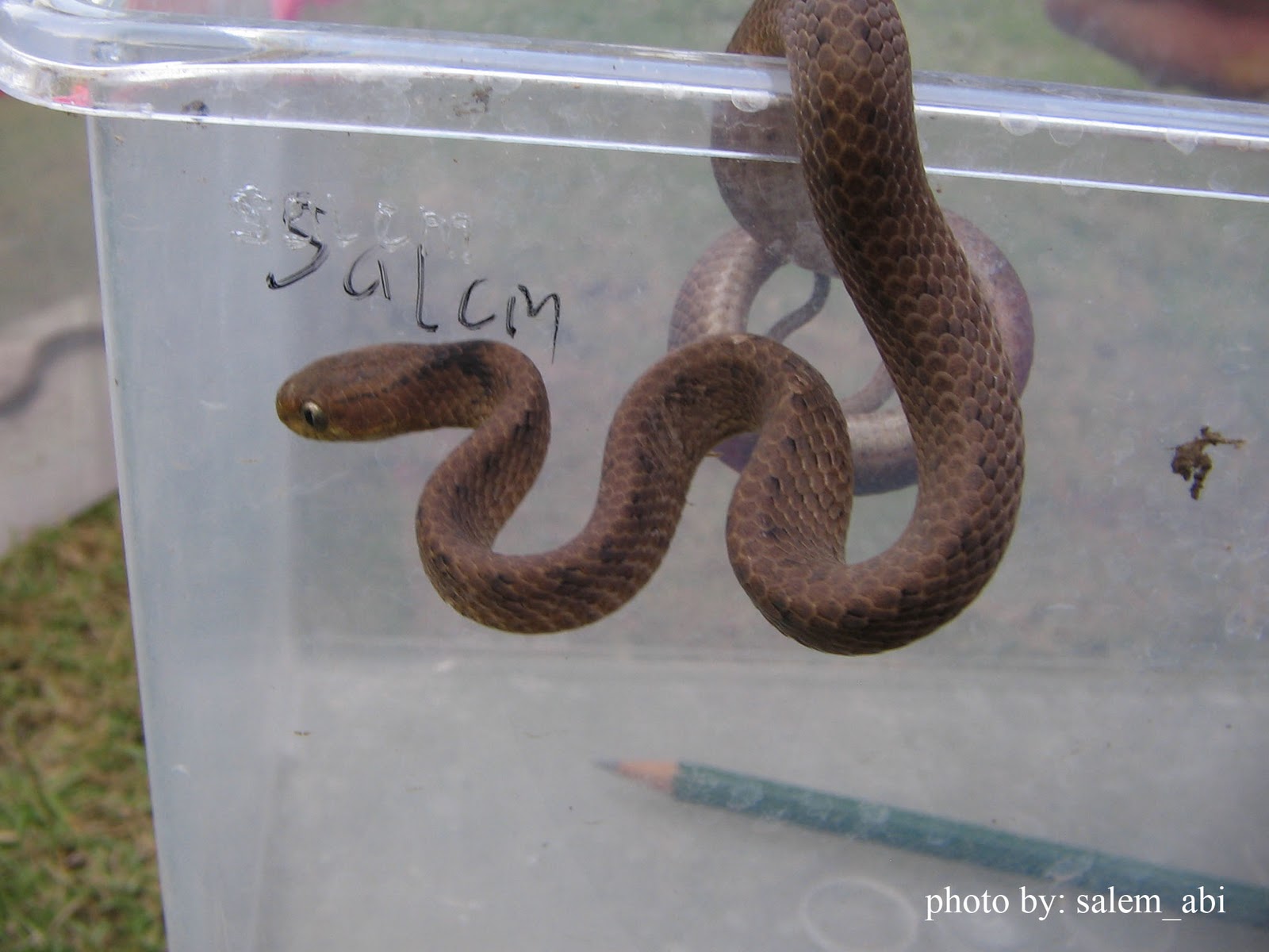 Information - Blitar Reptile Club: B. Ular Berbisa Menengah