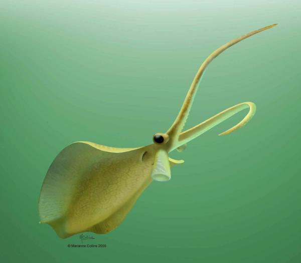 Desafiando a Nomenklatura Científica: Paleontólogos resolvem um ...