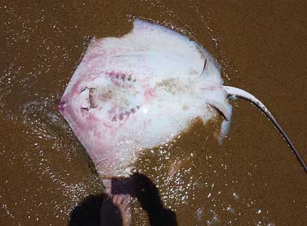 Ella Bay Forever: The Ray of the Day at Ella Bay