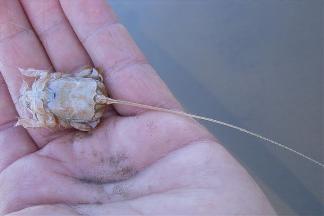 Ella Bay Forever: The Mole Crab Albunea symmysta at Bramston Beach ...