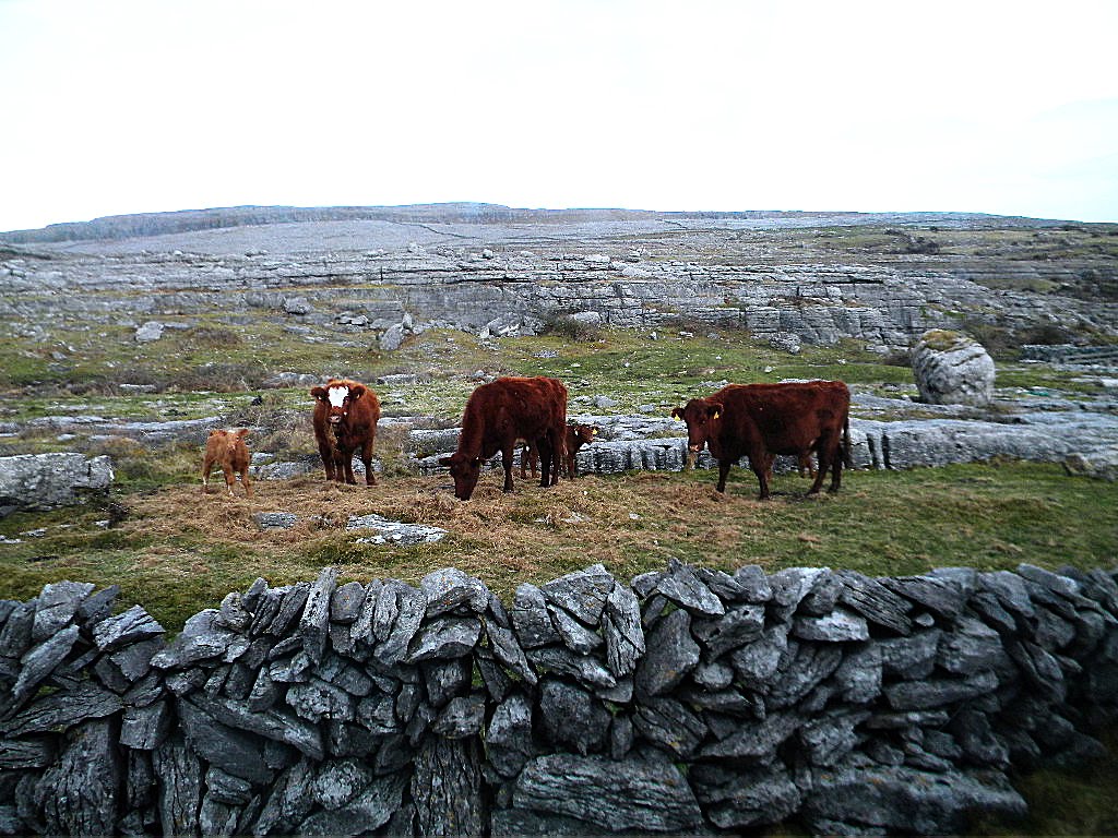 Life and the pursuit of happiness.: Ireland: The Burren