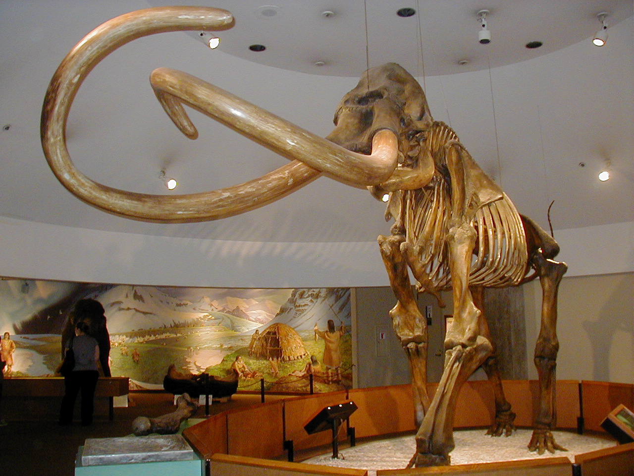 Sains - Misteri - Paranormal: Spesies Mammoth di dunia yang kini telah ...