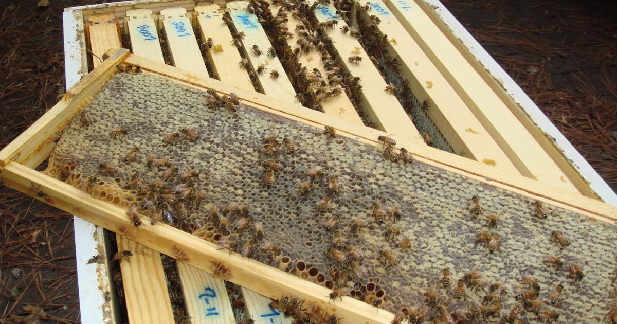 Linda's Bees: "Wet" honey cappings and "dry" honey cappings