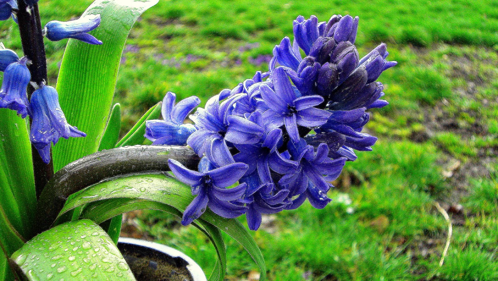 Paradisul Florilor: Zambila mov