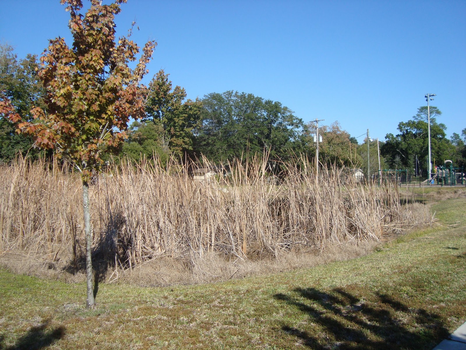 Florida Green & Sustainable BMPs: Typha - Cattails, Stormwater Ponds ...