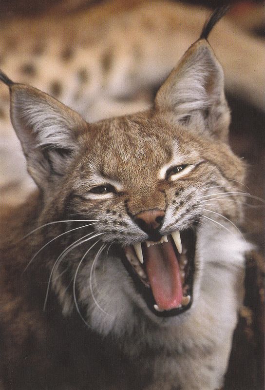 redlynx's postcards: Smiling lynx