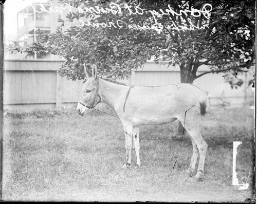 Uptown Chicago History: Troublemaking Donkey in Buena Park, Uptown, Chicago