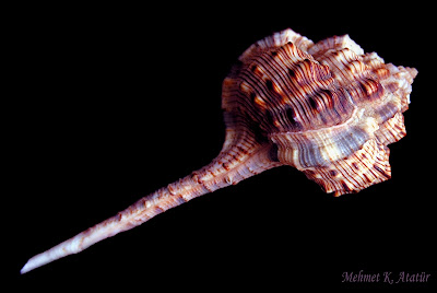 Krikor Tersakian: Murex: The Imperial Purple Dye of Tyre