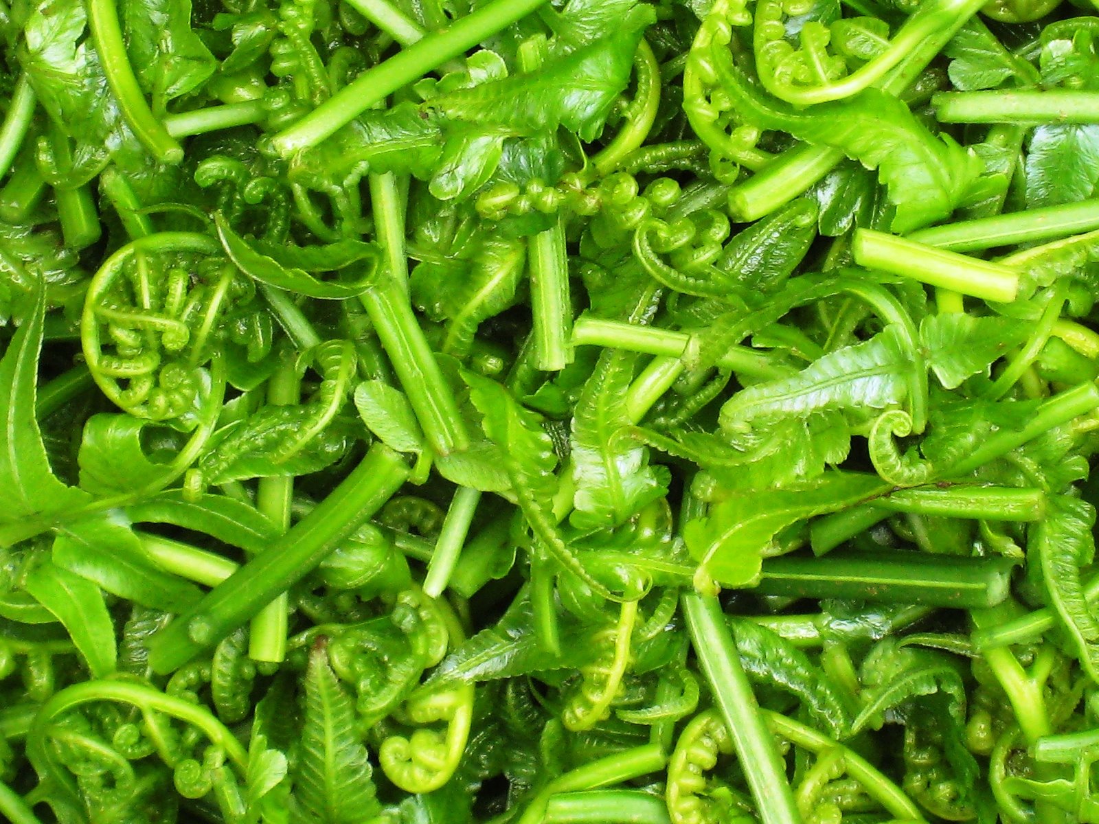 Photography Today: Friday's fern for food