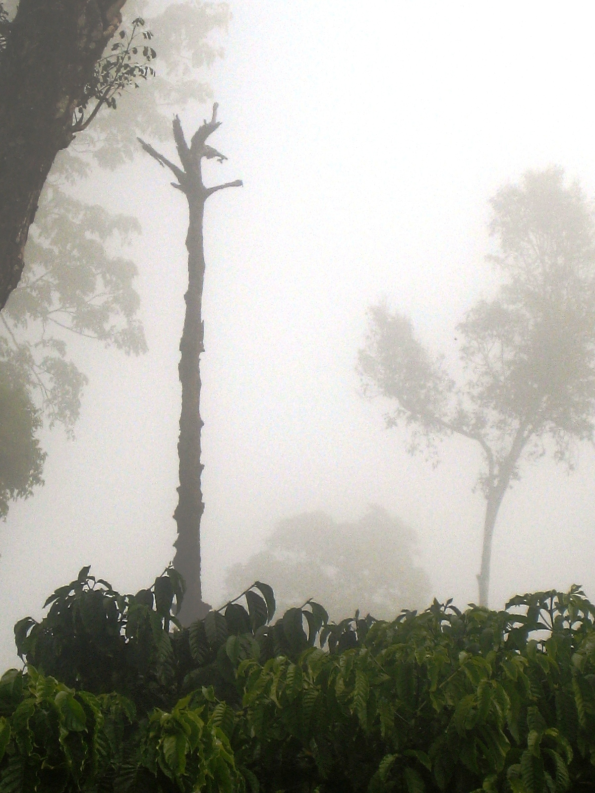 Photography Today: A Walk in the Morning Mist