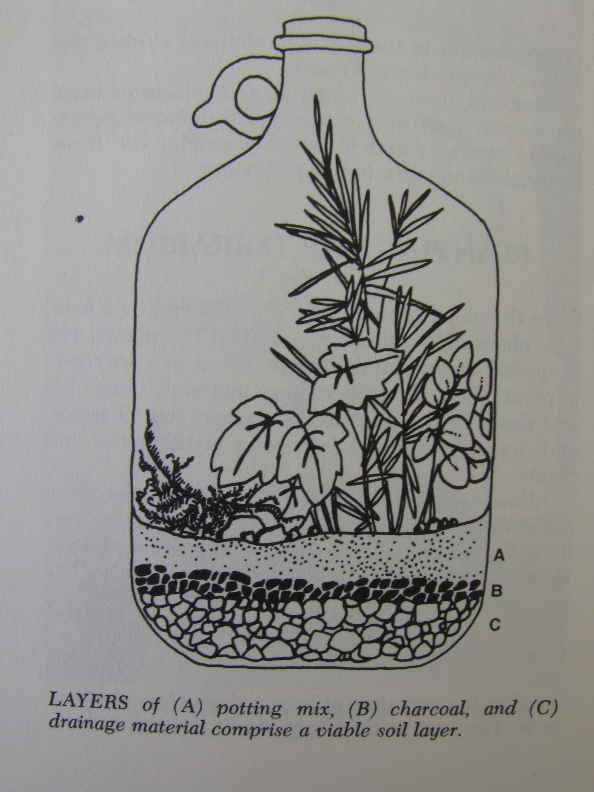 Lillabilly: How To Make A Terrarium