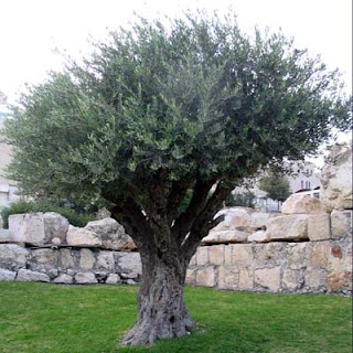 The Odyssey: Book 23- the Trunk of the Olive Tree